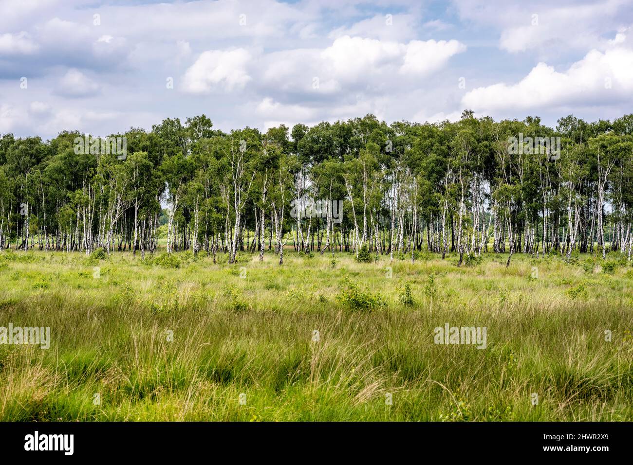 Germany, Hamburg, Green landscape of Duvenstedter Brook Nature Preserve ...