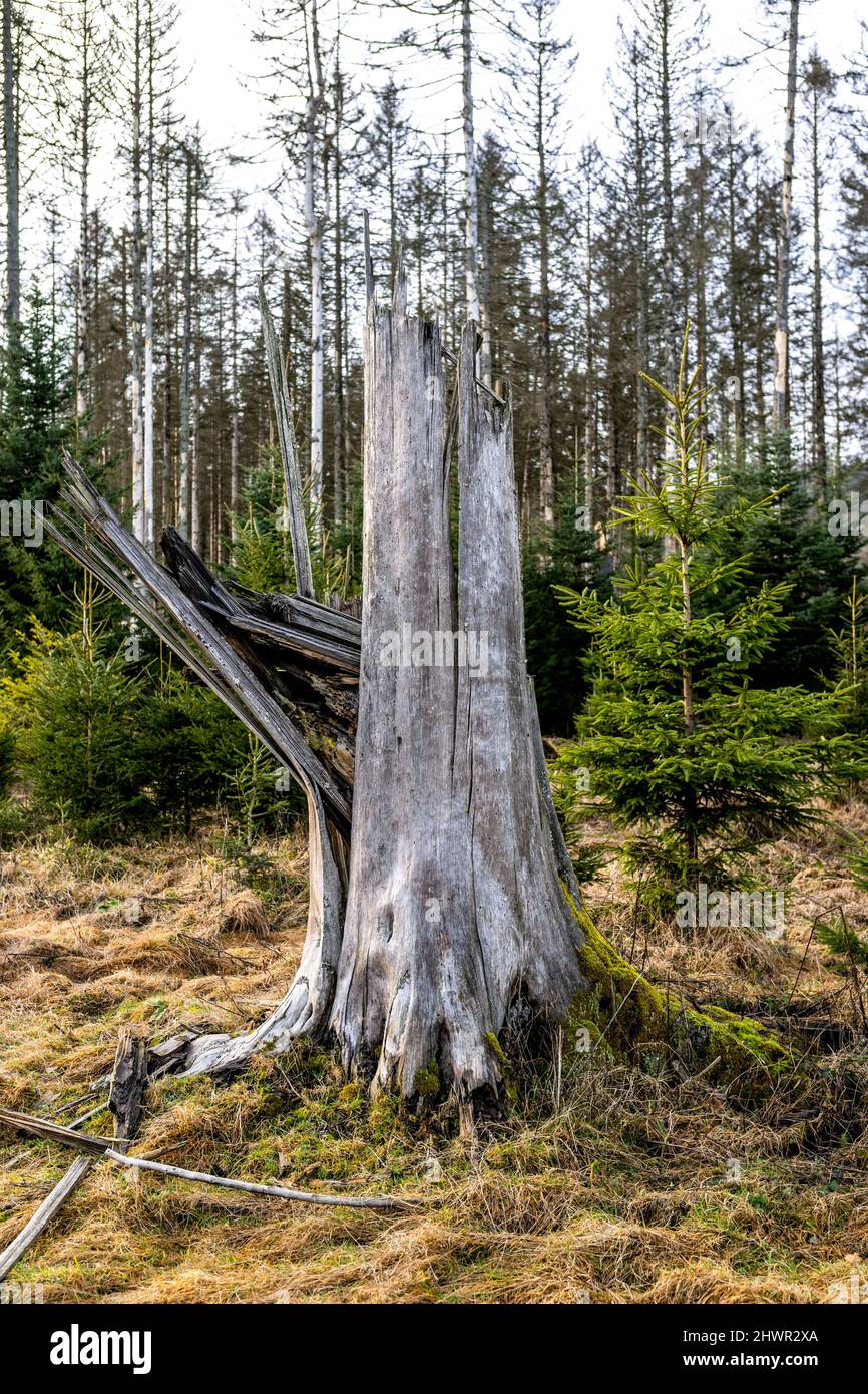 Damaged tree stump in Hunsruck-Hochwald National Park Stock Photo - Alamy
