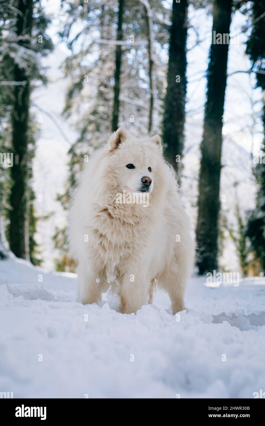 Samoyed dog hi-res stock photography and images - Alamy