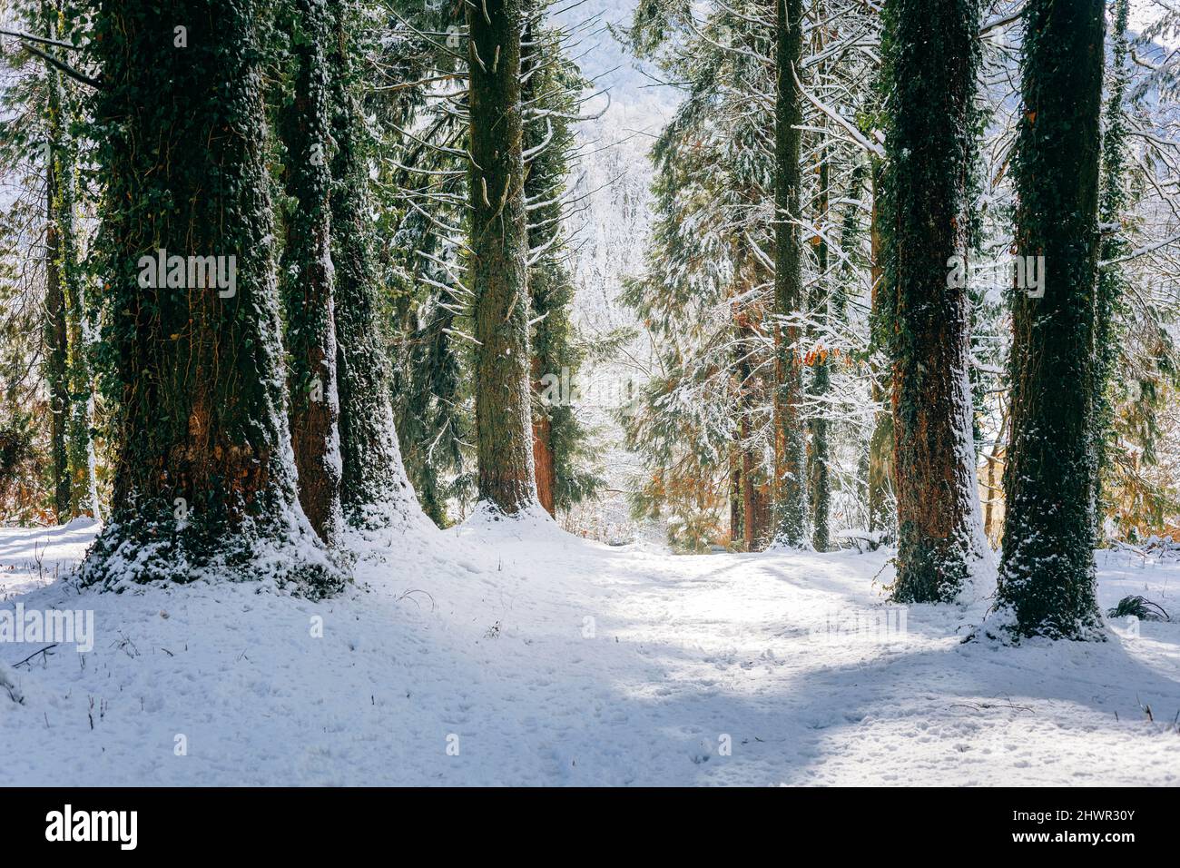 Snow on footpath amidst trees in winter Stock Photo - Alamy