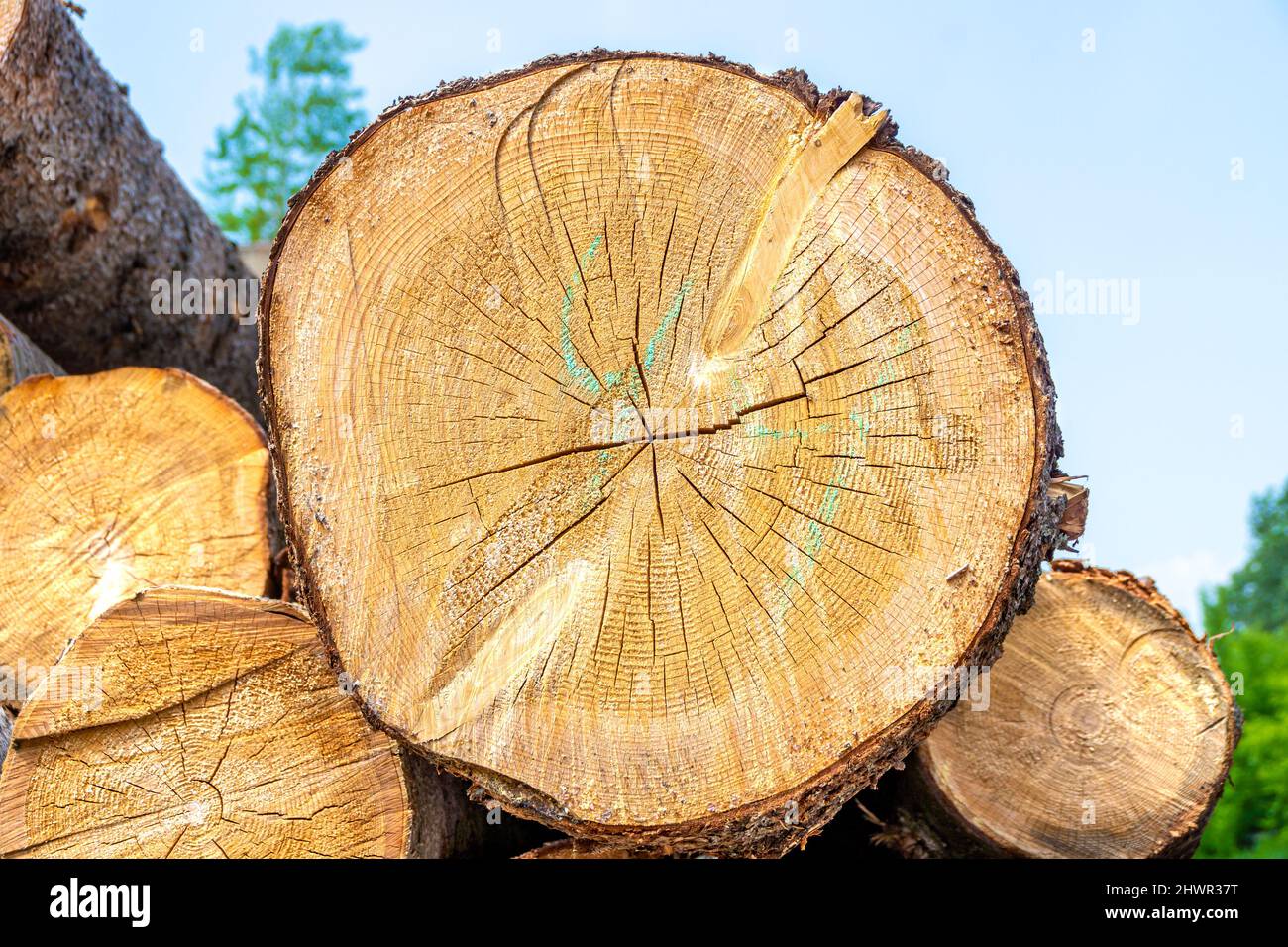 a thick log with radial cracks lies among thinner logs waiting to be ...