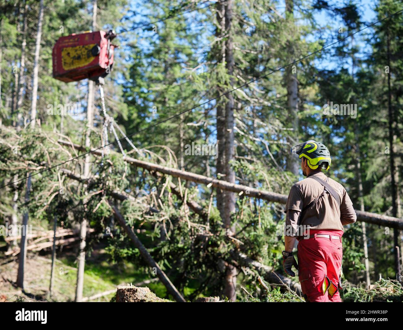 Picking your tree hi-res stock photography and images - Alamy