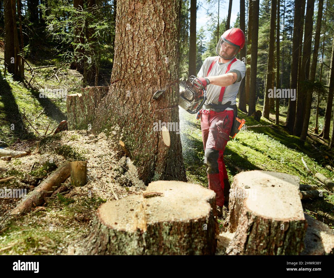 Young logger cutting tree with electric saw in forest Stock Photo - Alamy