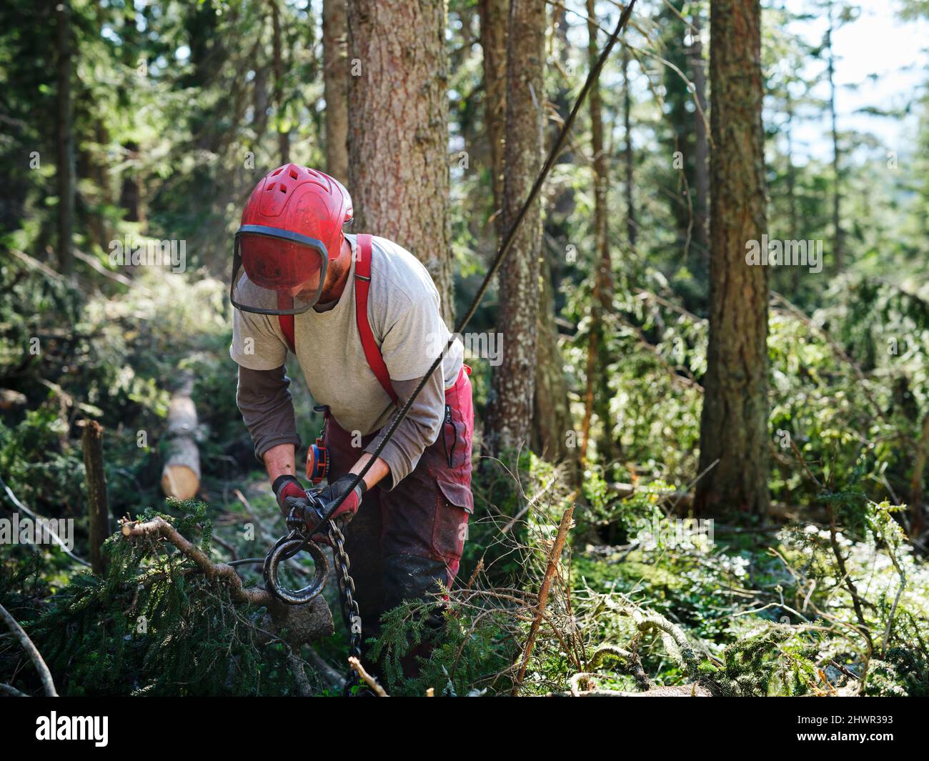Uniform tree hi-res stock photography and images - Alamy