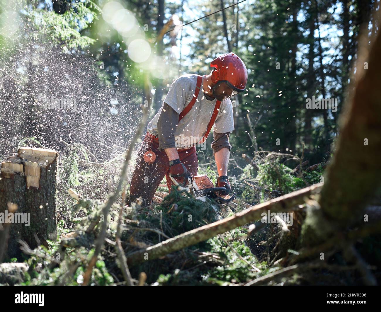 Young logger cutting tree with electric saw in forest Stock Photo - Alamy