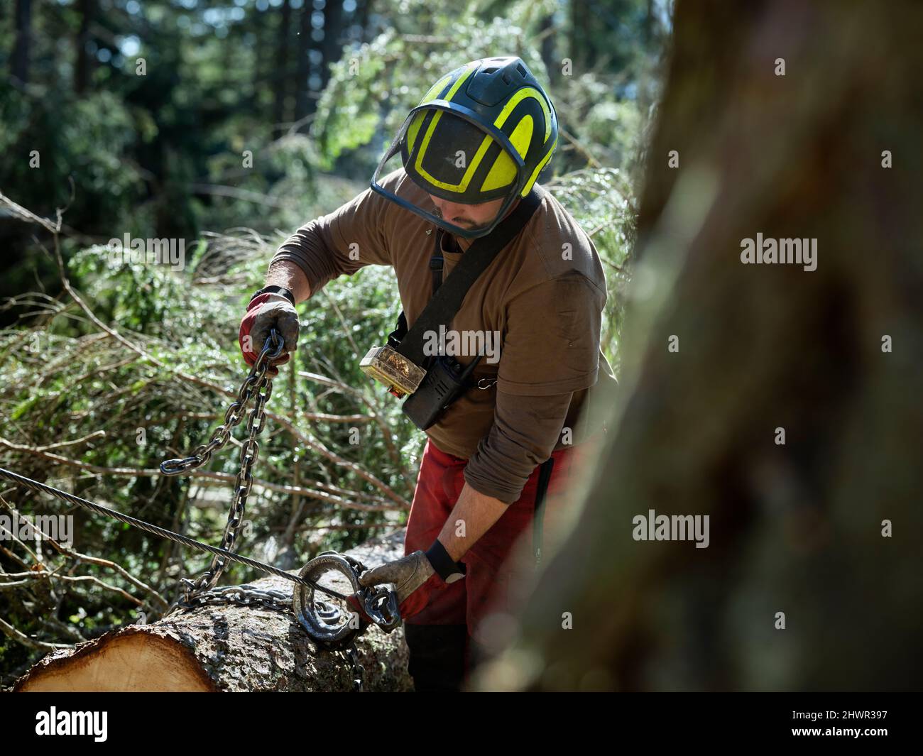 Logger tying chain to tree in forest Stock Photo - Alamy