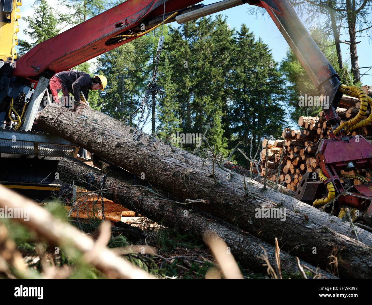 Man carrying tree trunk hi-res stock photography and images - Alamy