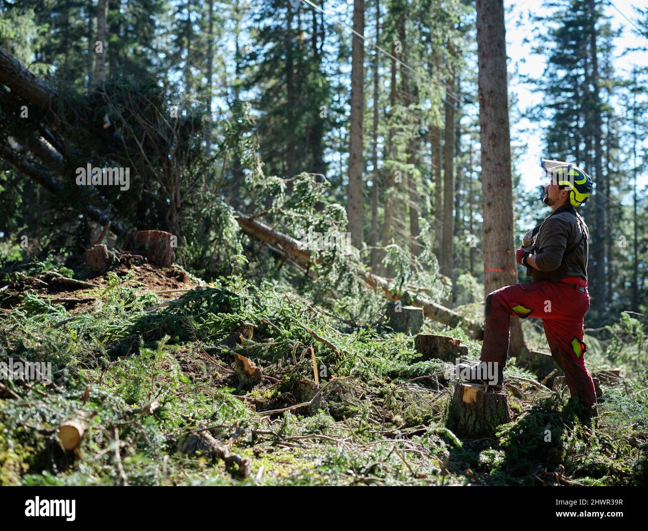 Young lumberjack hi-res stock photography and images - Alamy