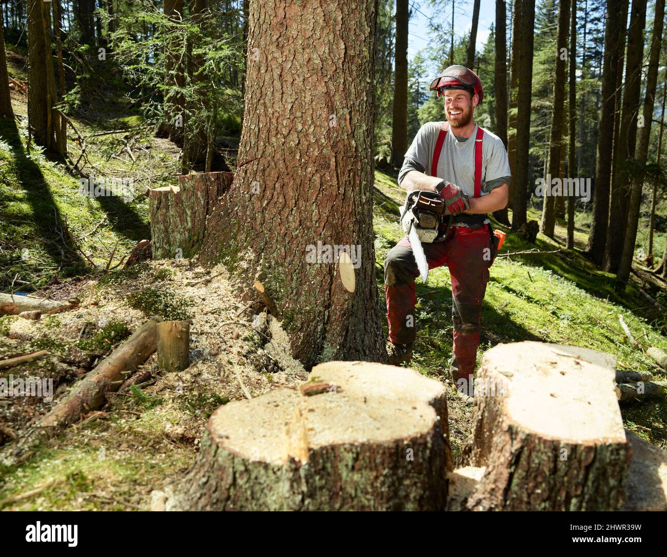 Hand saw and tree hi-res stock photography and images - Alamy