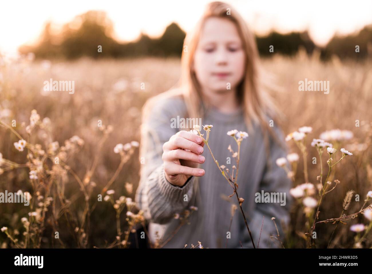 Girl plucking flower at field on sunset Stock Photo - Alamy