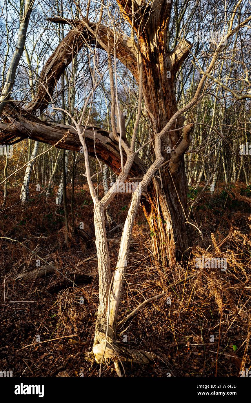 Woodland Sutton Heath Suffolk England Stock Photo - Alamy