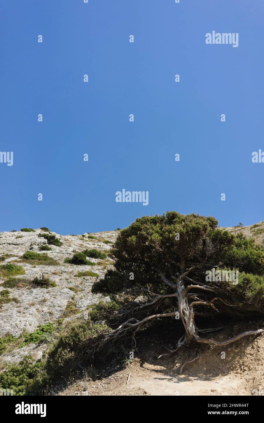 Tree growing on rock with blue sky in background, Crimea Stock Photo ...