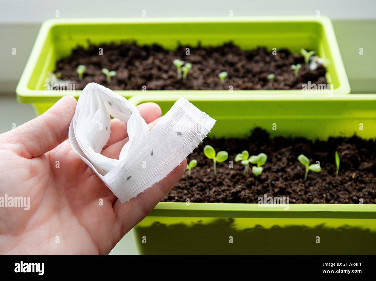 Growing salad plants on home window sill in spring from white paper ...