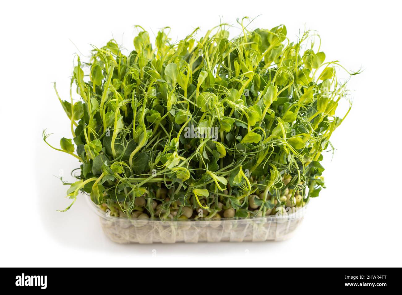 Plastic box with microgreen sprouts of green pea isolated on white ...