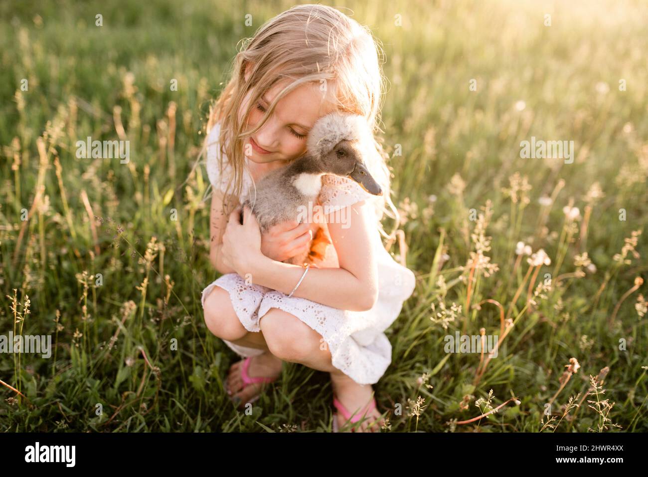 Cute girl embracing baby duck in meadow Stock Photo - Alamy