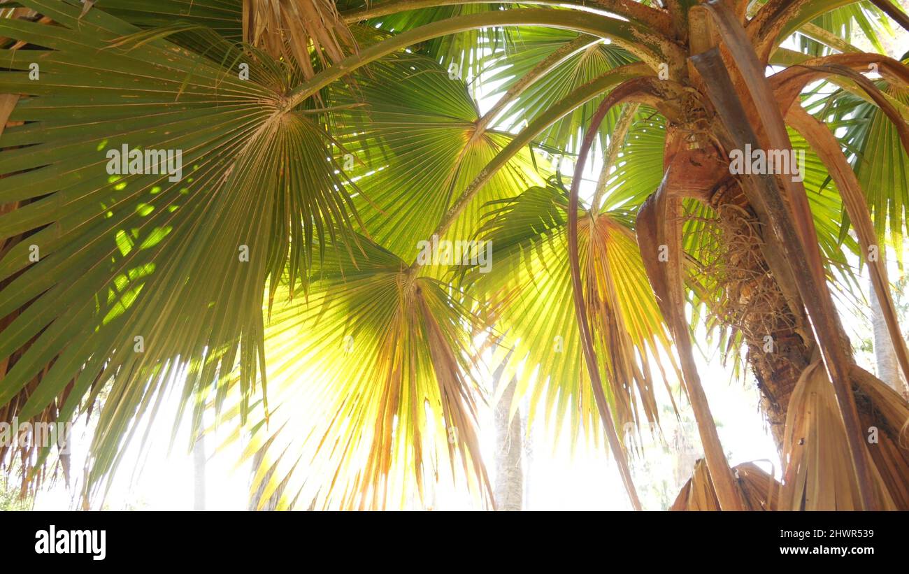 Juicy lush foliage of tropical trees in sunny jungle forest or exotic ...