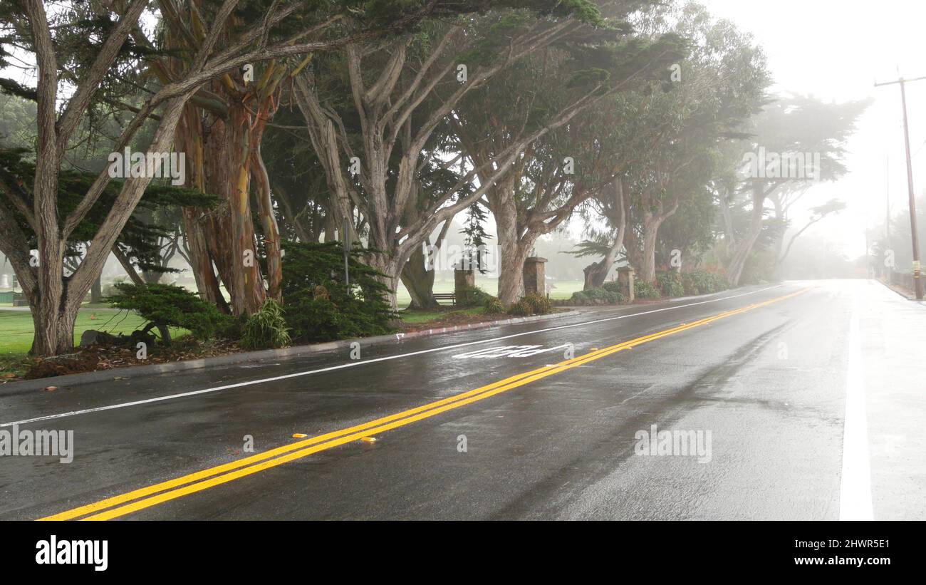 Wet road asphalt in fog, misty mysterious forest. Row of trees in foggy ...