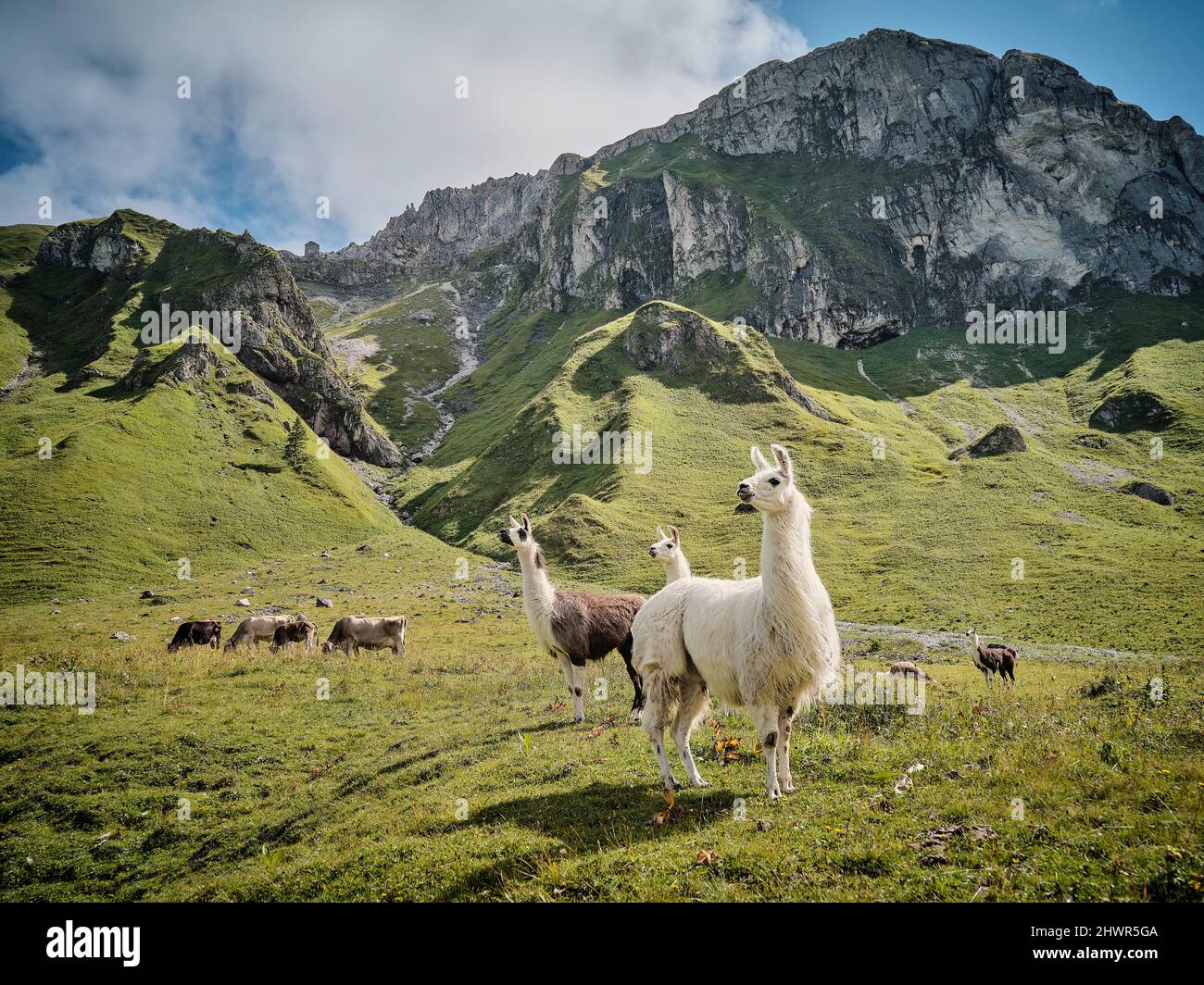 Llamas on grass hi-res stock photography and images - Alamy
