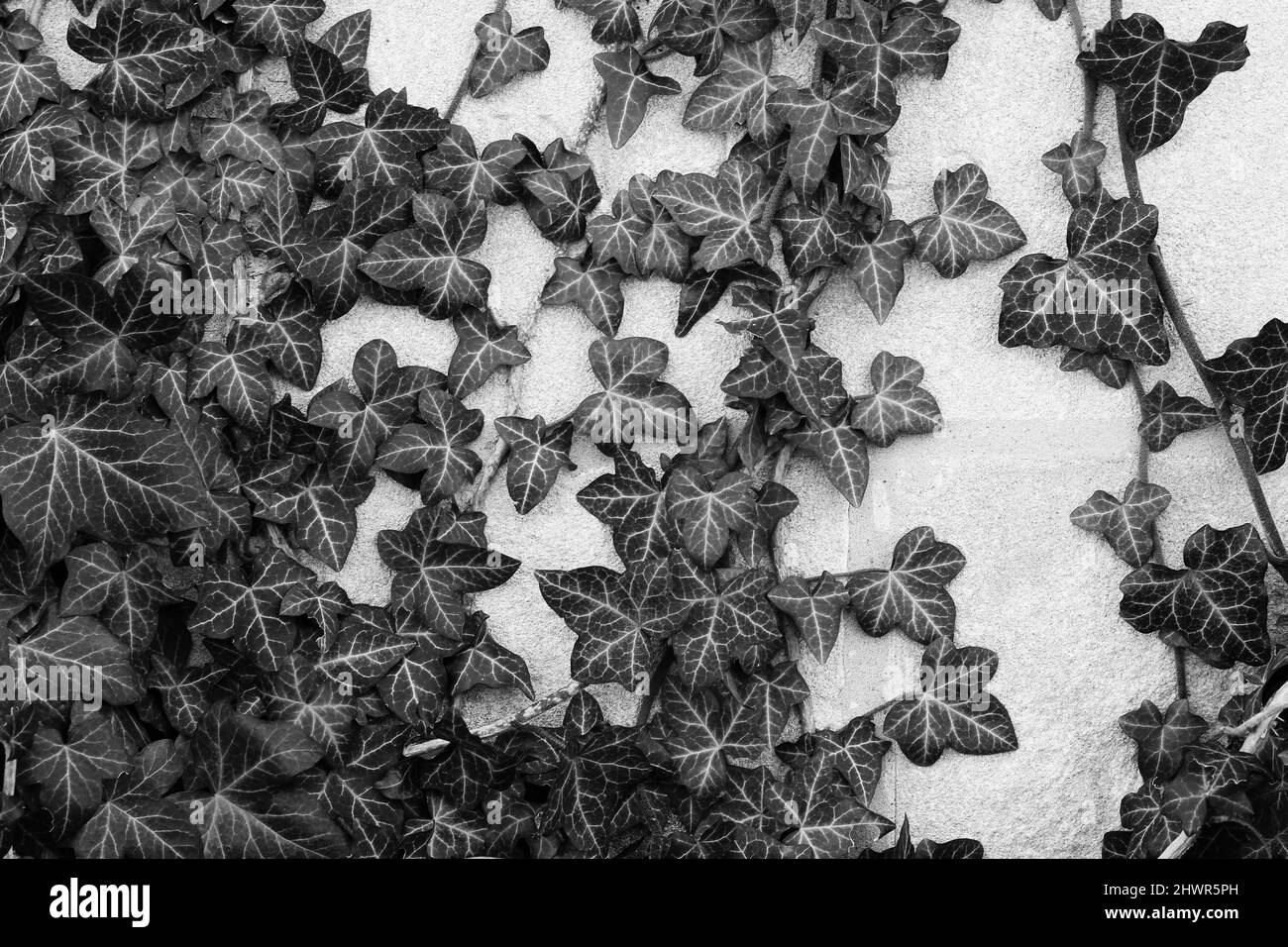 Chicago green plant Black and White Stock Photos & Images - Alamy