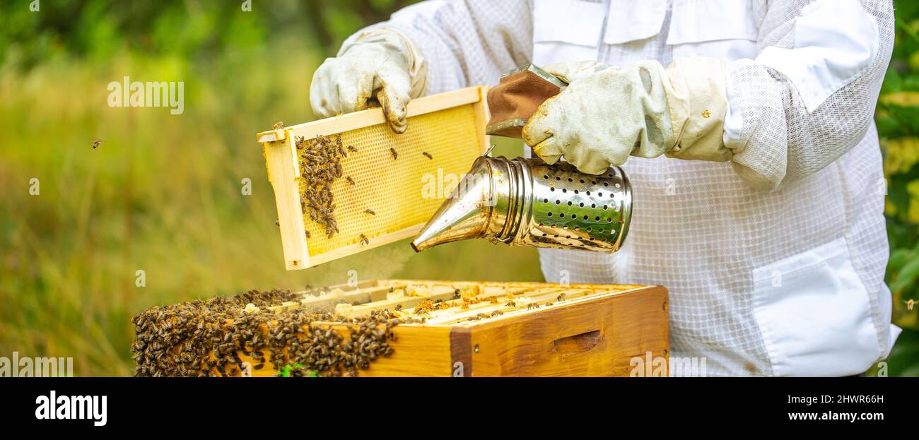 Beekeeper cleaning a honeycomb full of bees, professional beekeeper in ...