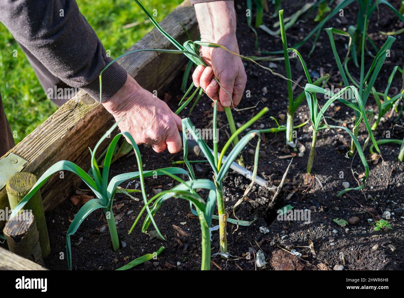 Elderly man uses hand held rake weeder to pull up ripe scallions from ...