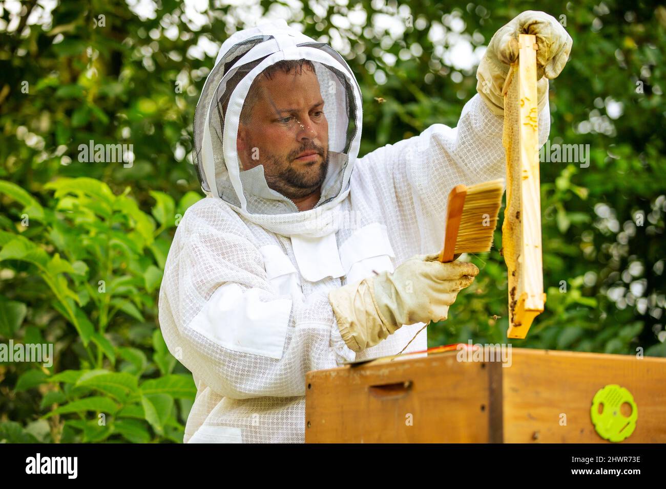 Beekeeper cleaning a honeycomb full of bees, professional beekeeper in ...