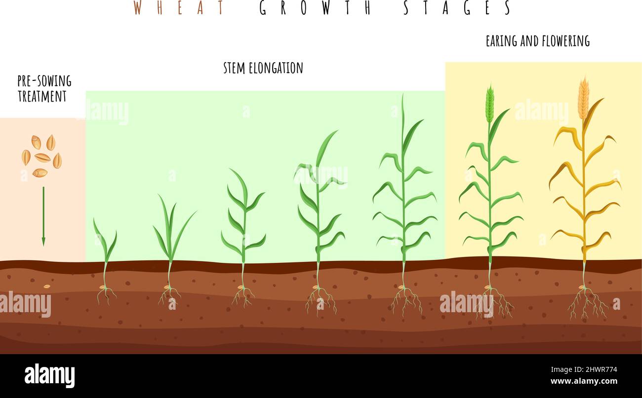 Wheat growth stages. Cereals crop maturation process, spikelet ...