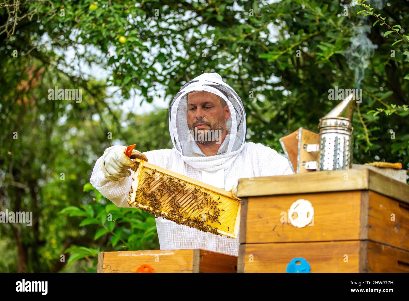 Beekeeper holding a honeycomb full of bees, professional beekeeper in ...
