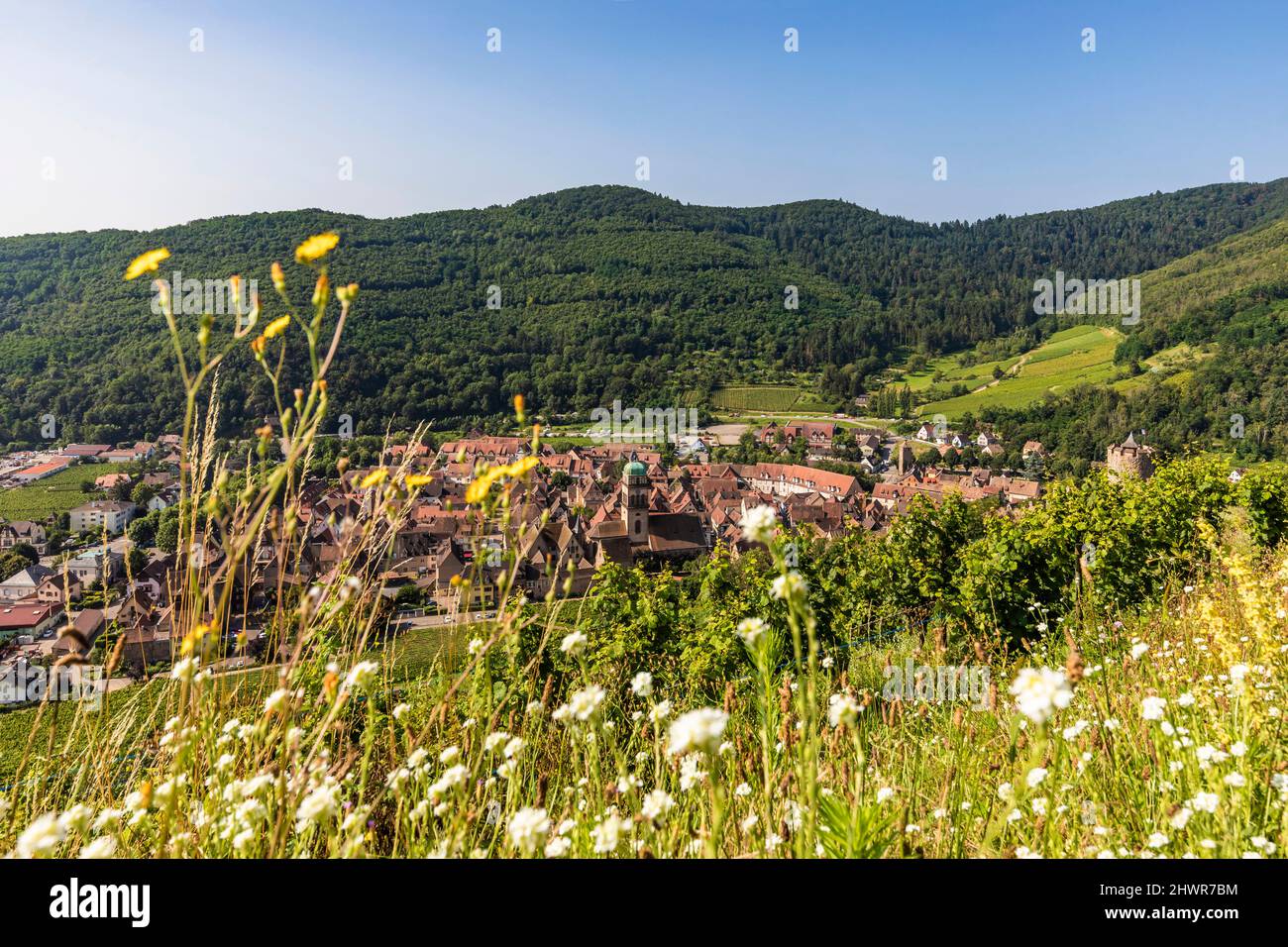 France, Alsace, Riquewihr, Rural village in summer with vineyard and ...
