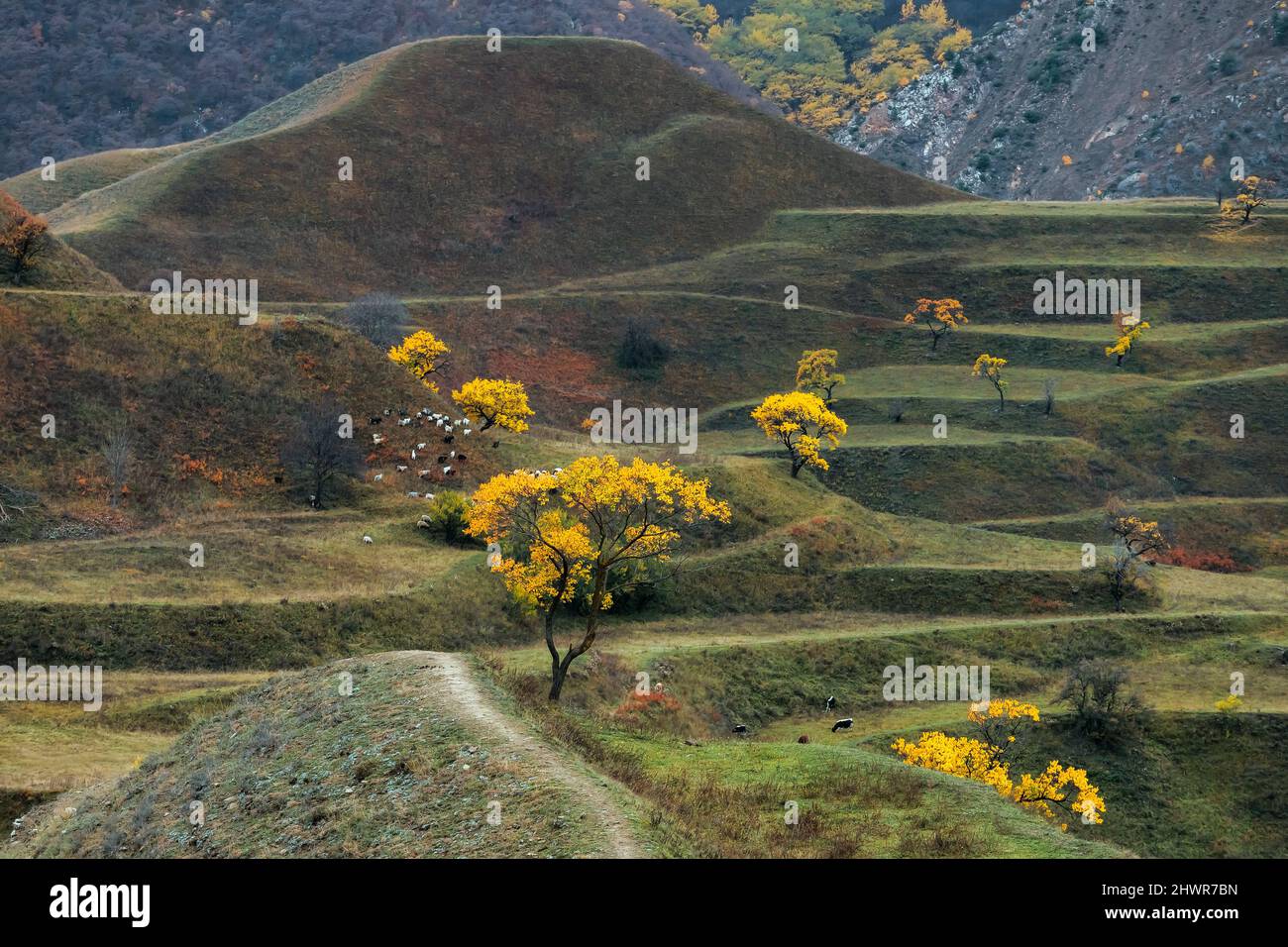 Scenic view of green mountains at North Caucasus, Dagestan, Russia ...