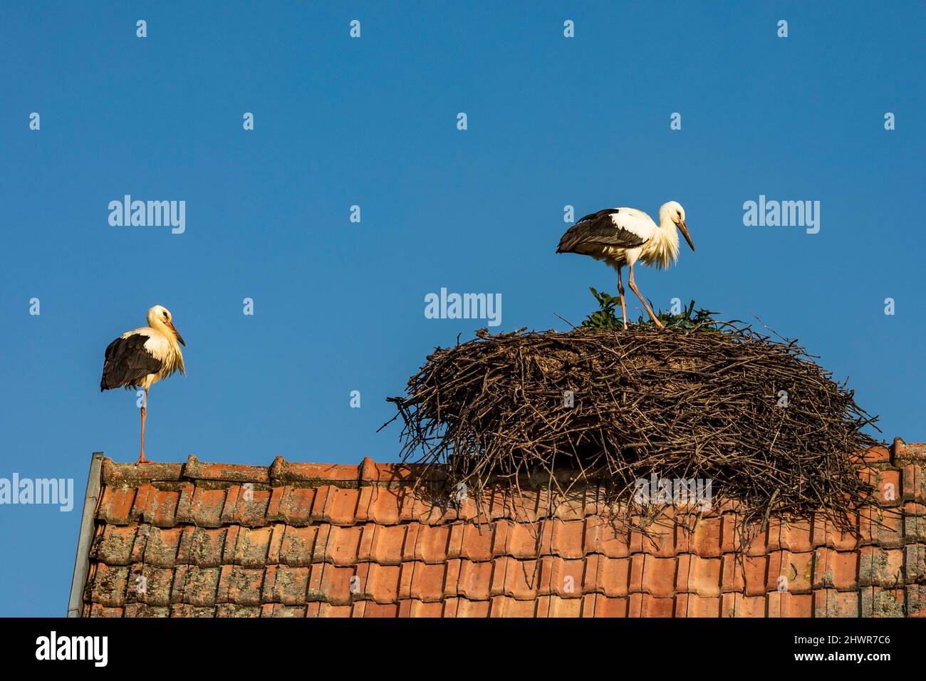 Two storks nesting on tiled roof Stock Photo - Alamy