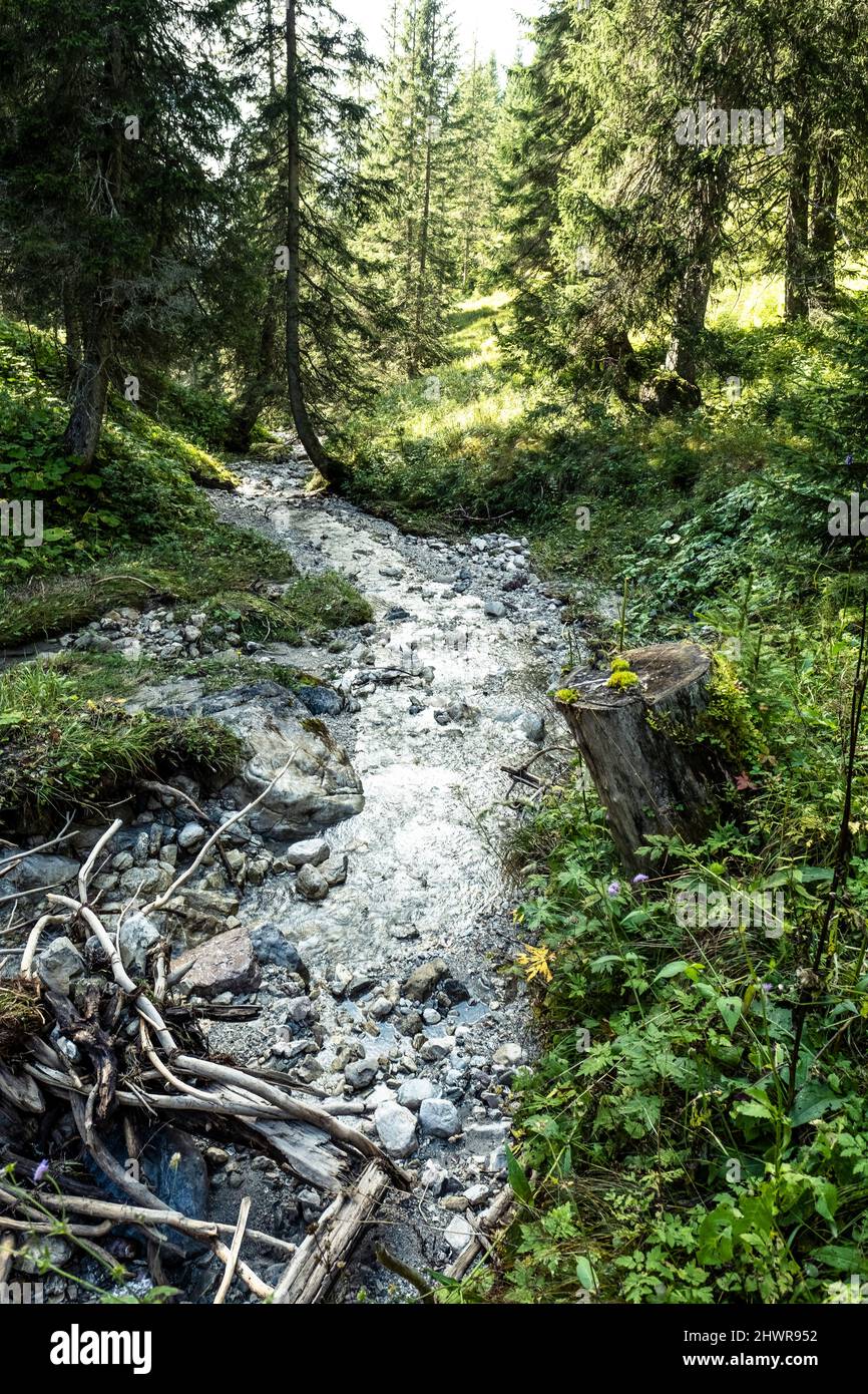 Small forest stream in Mieming Range during summer Stock Photo - Alamy