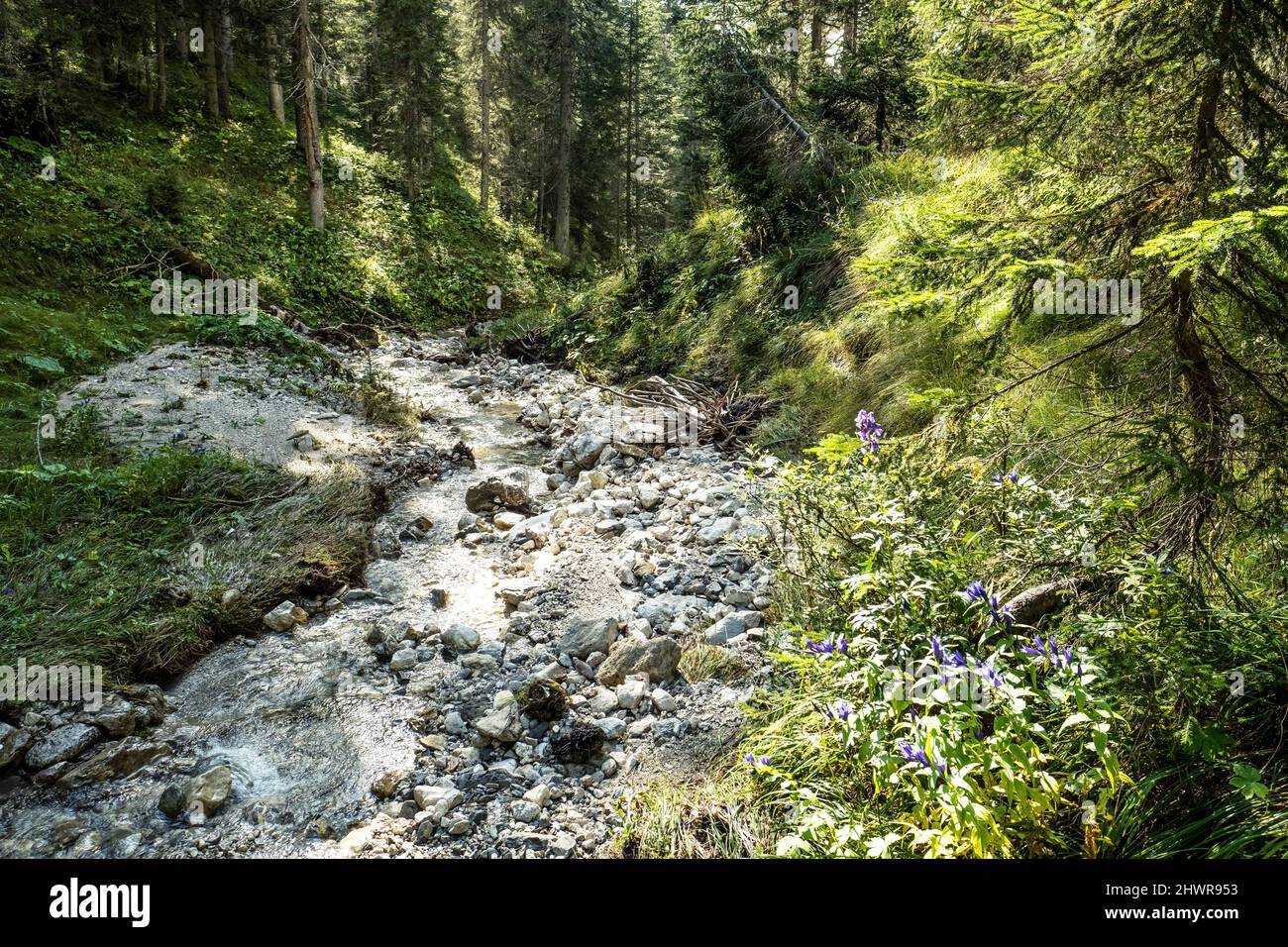 Small forest stream in Mieming Range during summer Stock Photo - Alamy