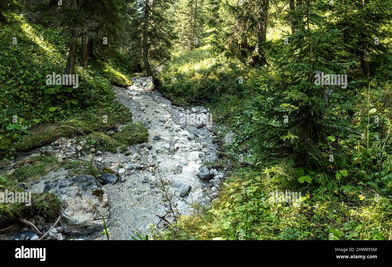 Small forest stream in Mieming Range during summer Stock Photo - Alamy