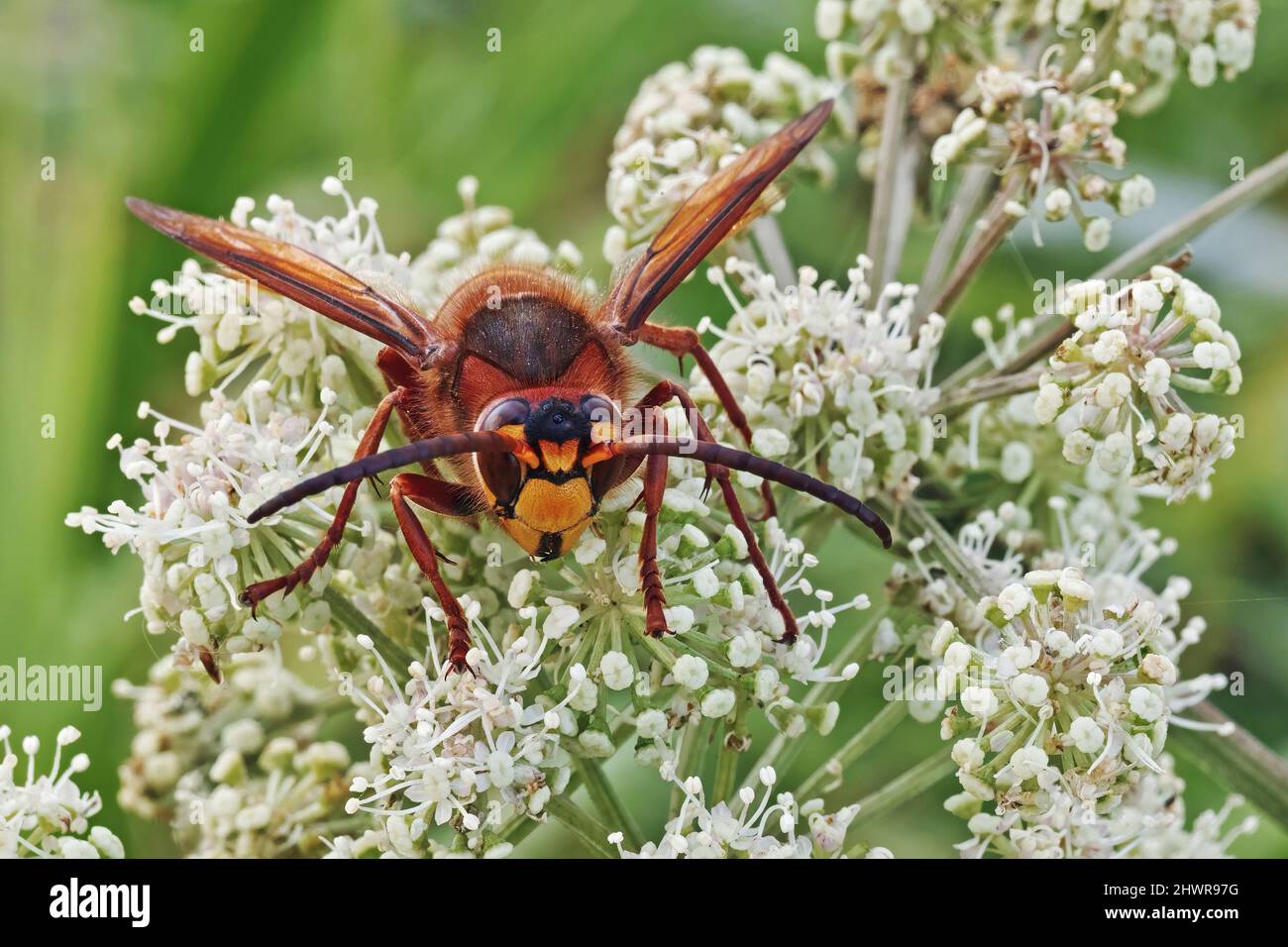 female specimen of an european hornet, frontal view Stock Photo - Alamy