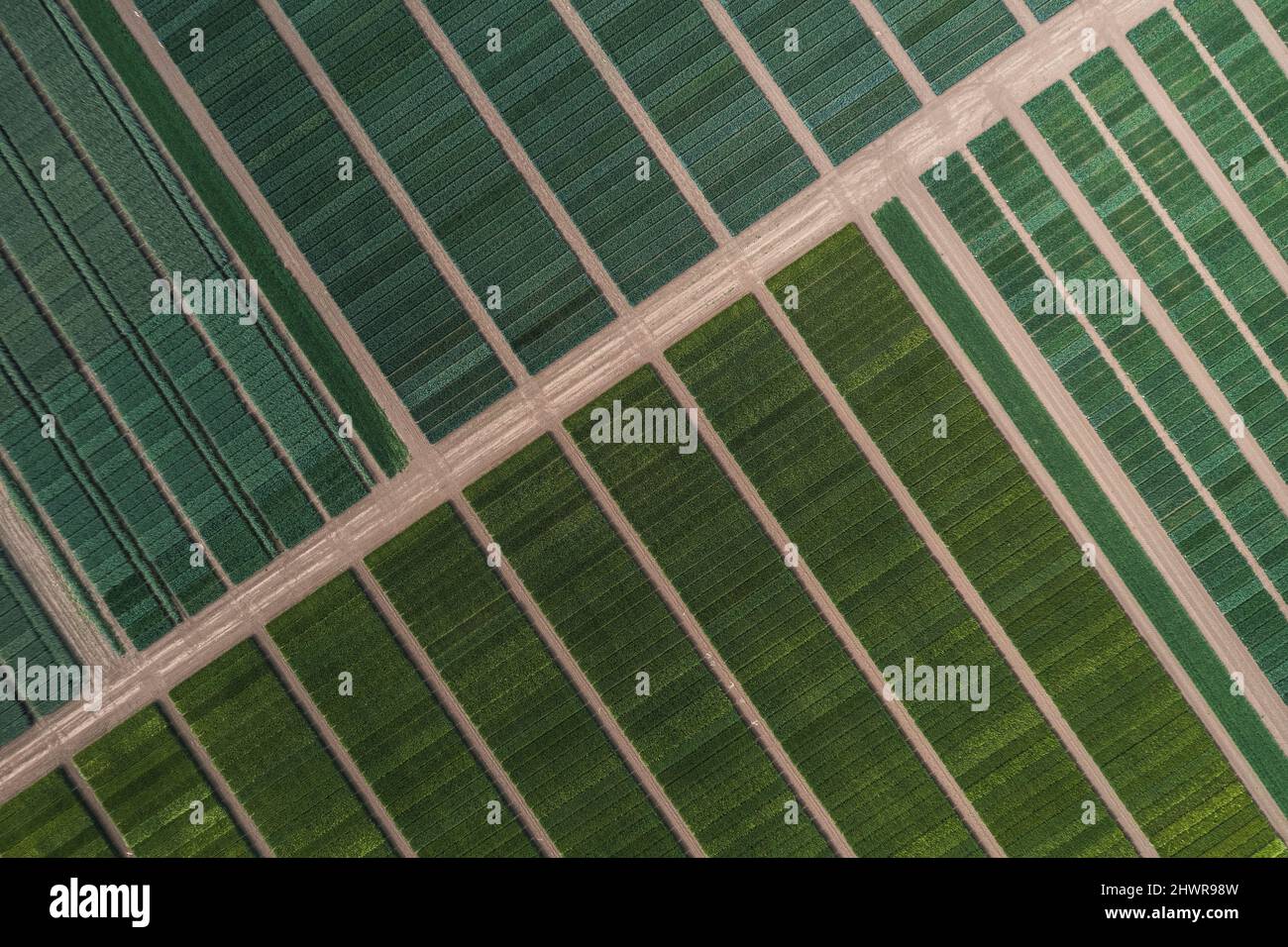 Drone view of green field with interconnecting footpaths Stock Photo ...