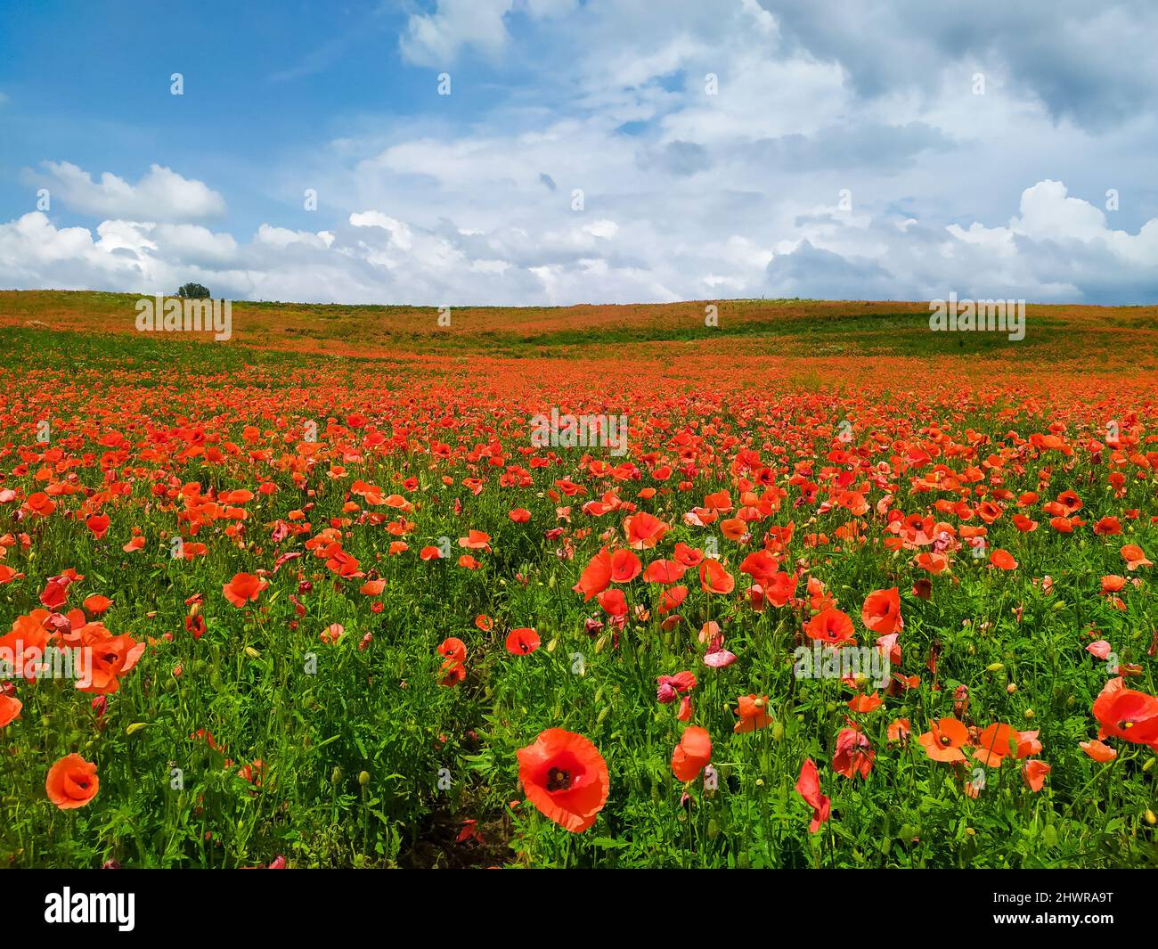 The red poppy field Stock Photo - Alamy