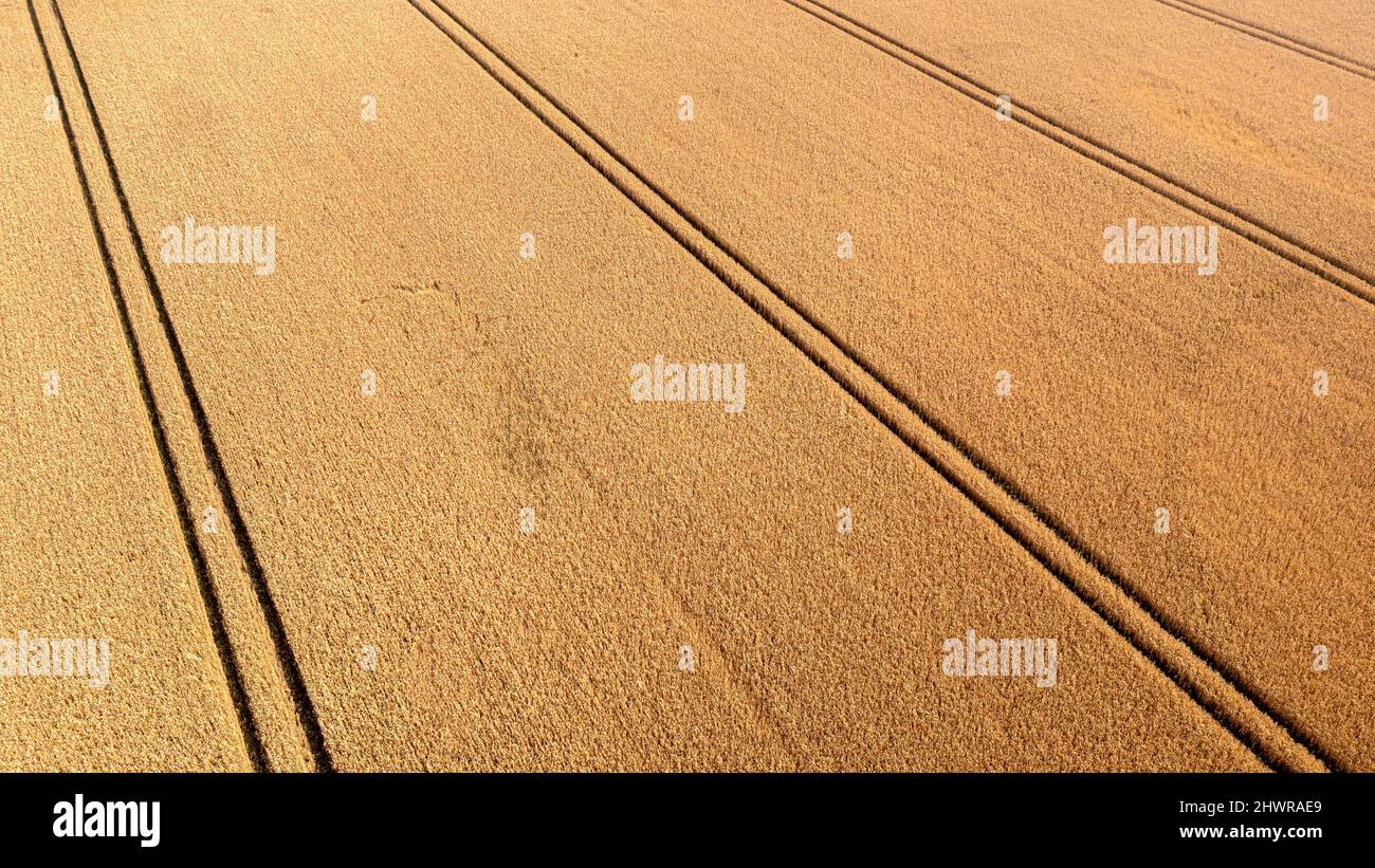 aerial view of wheat field and tracks from tractor, agricultural ...