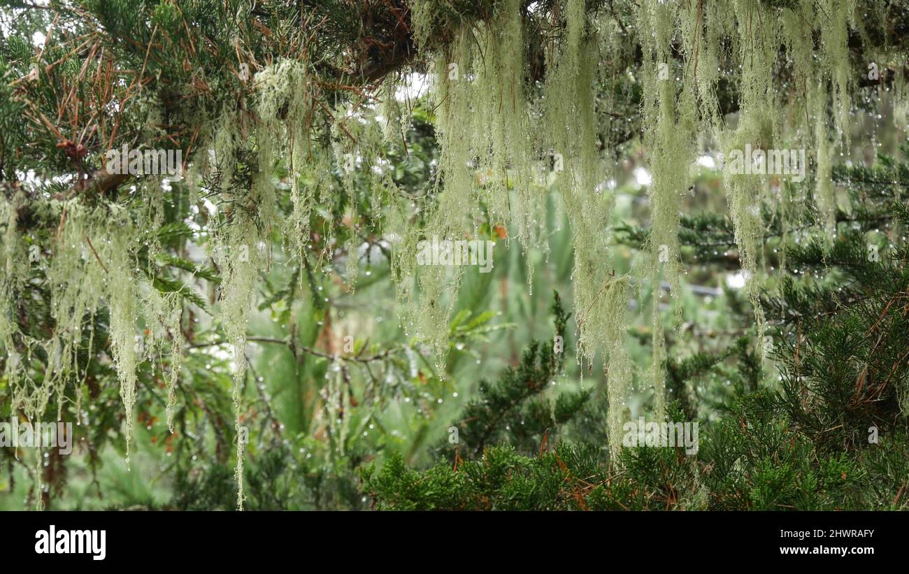 Lace lichen moss hanging, tree branches in foggy misty forest. Surreal ...