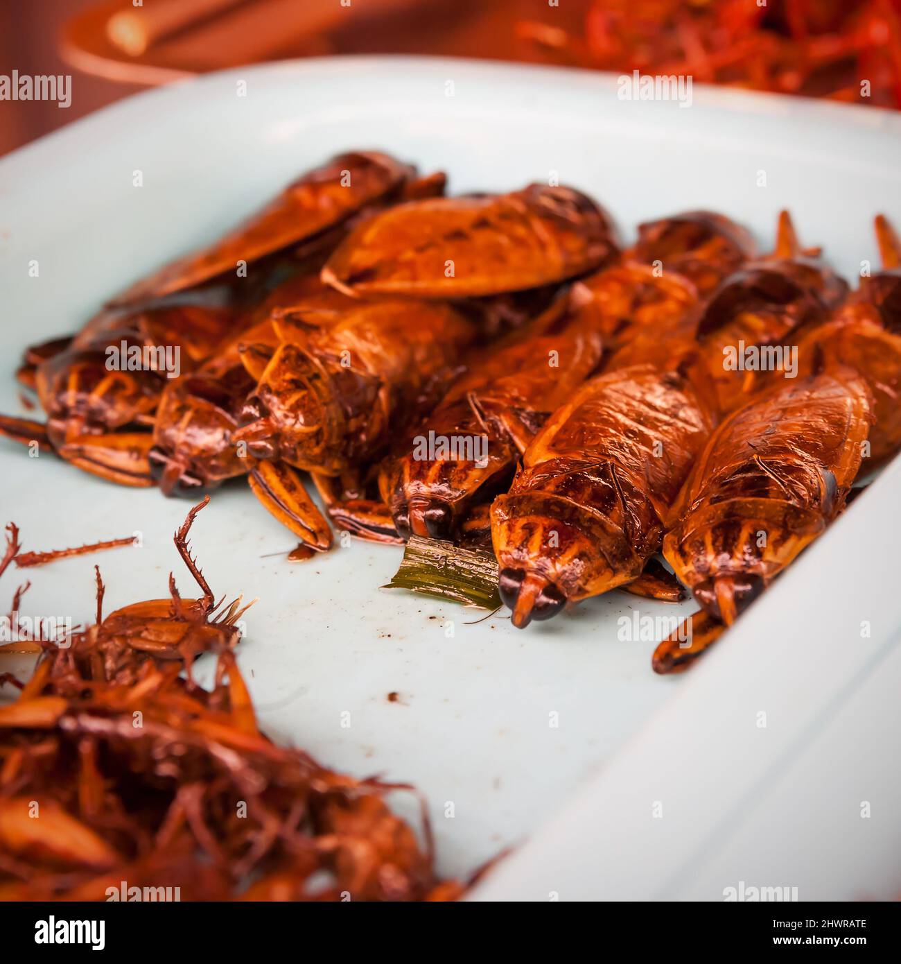 Fried insects on plate, Thailand. Asian snack and steet food. Shallow ...