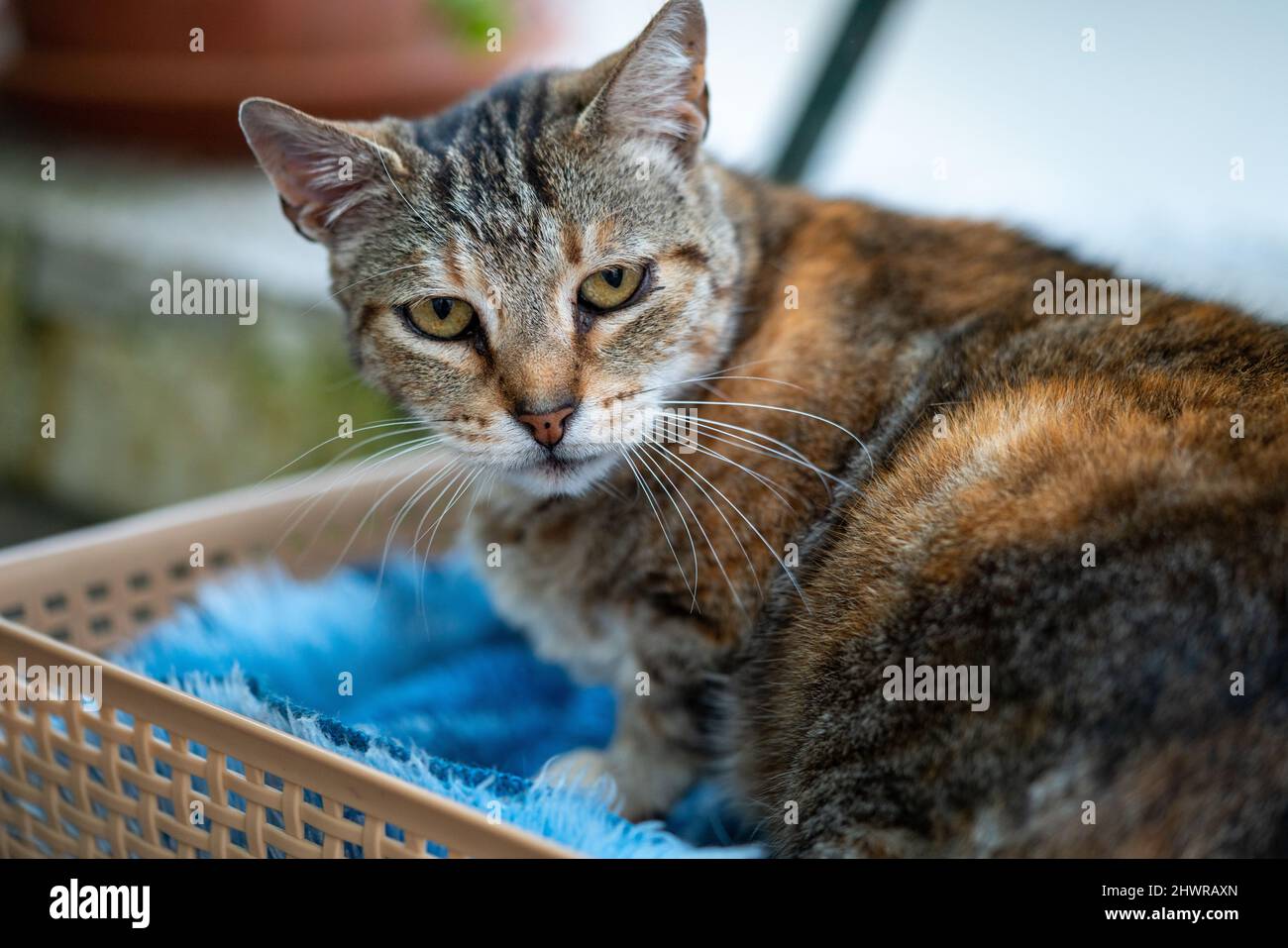 Frowning cat hi-res stock photography and images - Alamy