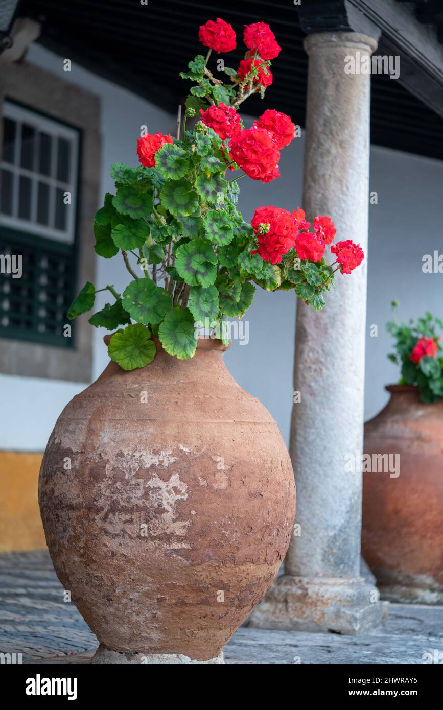 Geraniums in pot Stock Photo - Alamy