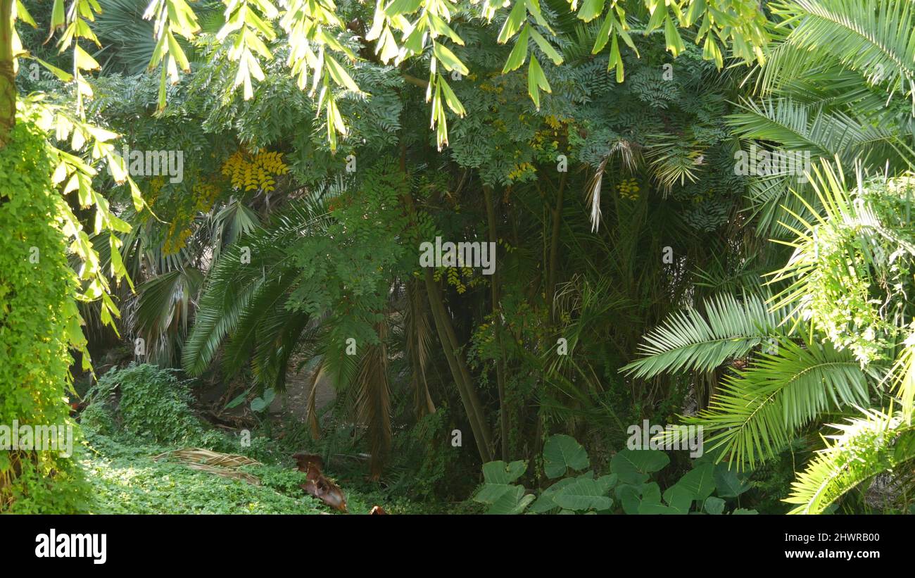 Juicy lush foliage of tropical trees in sunny jungle forest or exotic ...