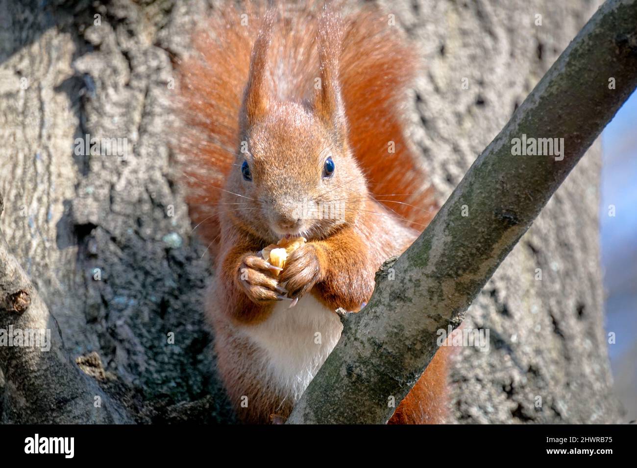Red squirrel eating zoom hi-res stock photography and images - Alamy