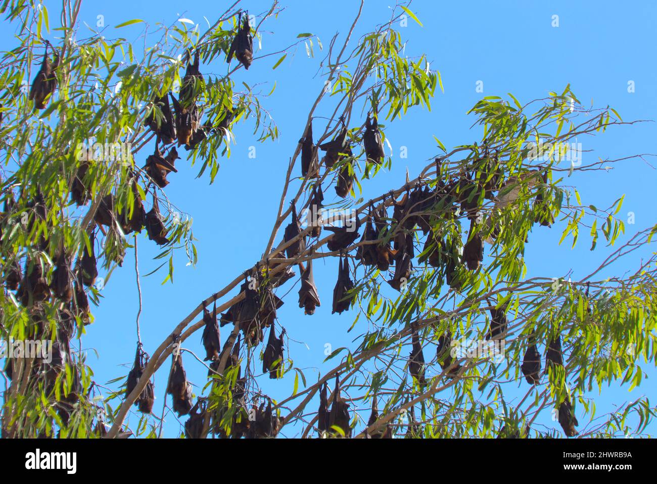 Fruit Bats at Duaringa Central Queensland Australia Stock Photo - Alamy