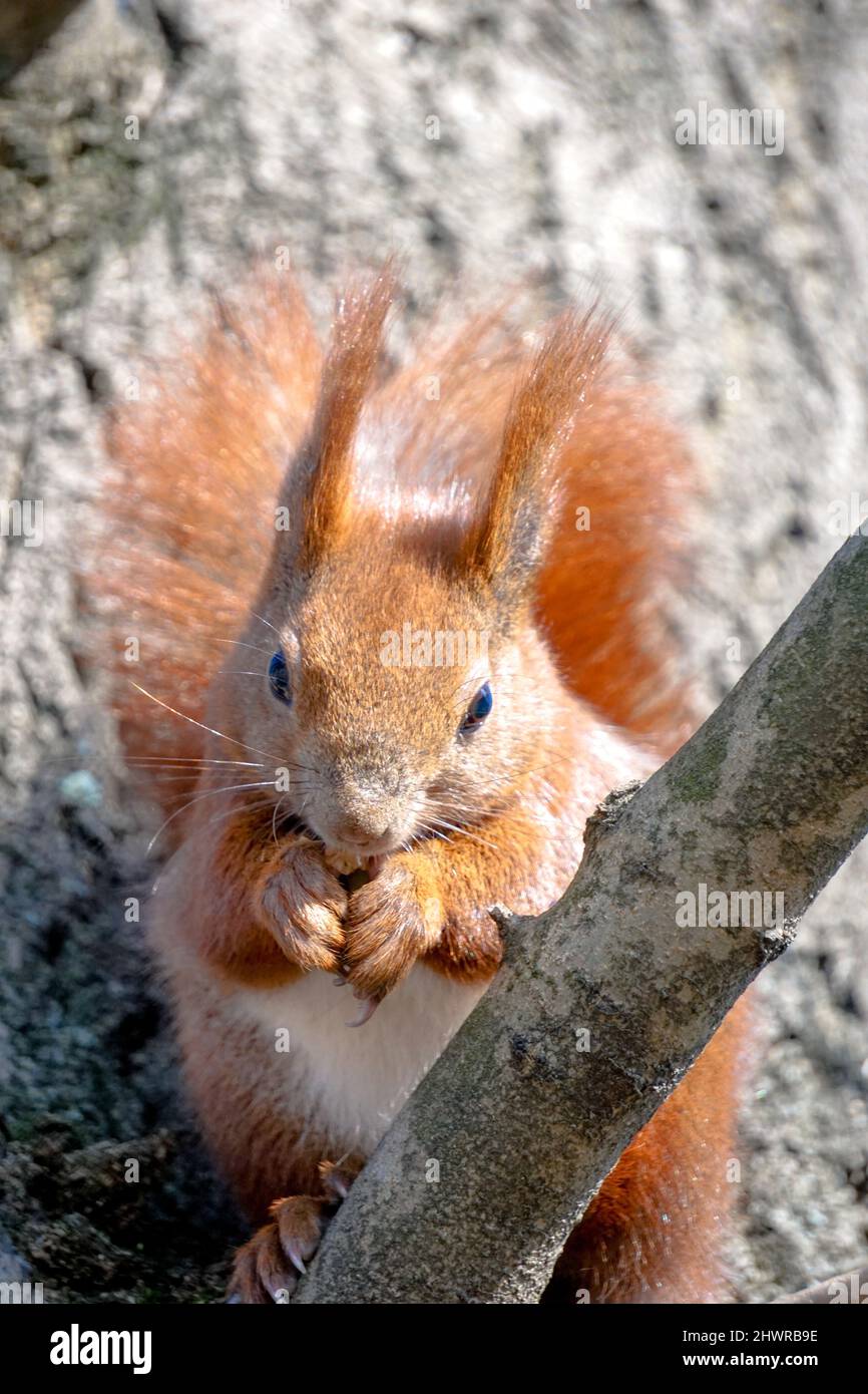 Ginger squirrel sits on tree hi-res stock photography and images - Alamy