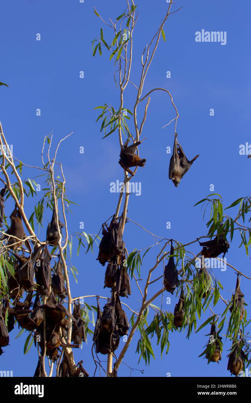 Fruit Bats at Duaringa Central Queensland Australia Stock Photo - Alamy