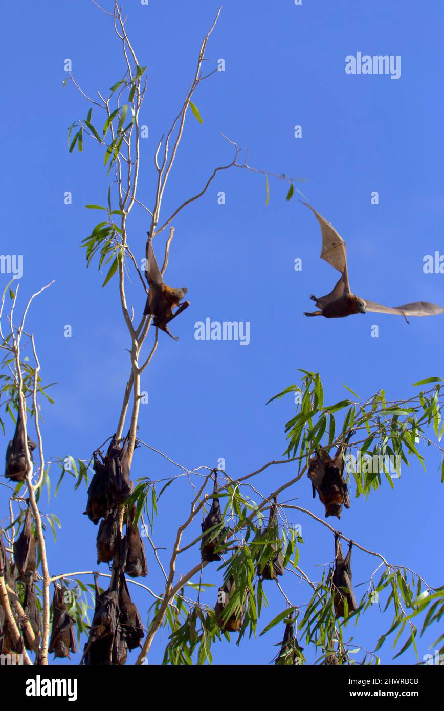 Fruit Bats at Duaringa Central Queensland Australia Stock Photo - Alamy