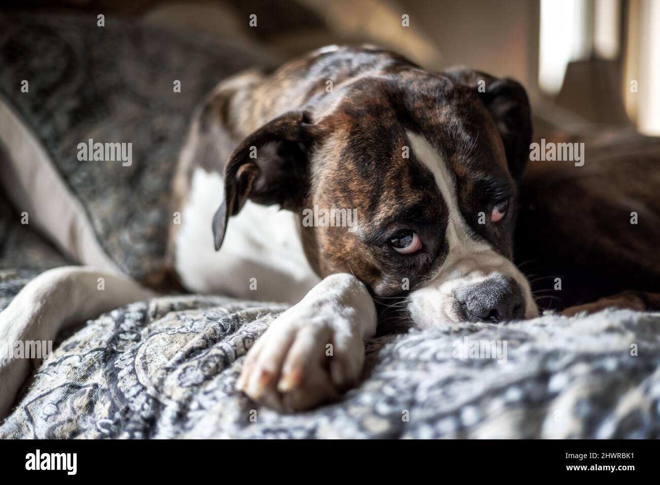 Portrait of a cute female Boxer Dog Stock Photo - Alamy