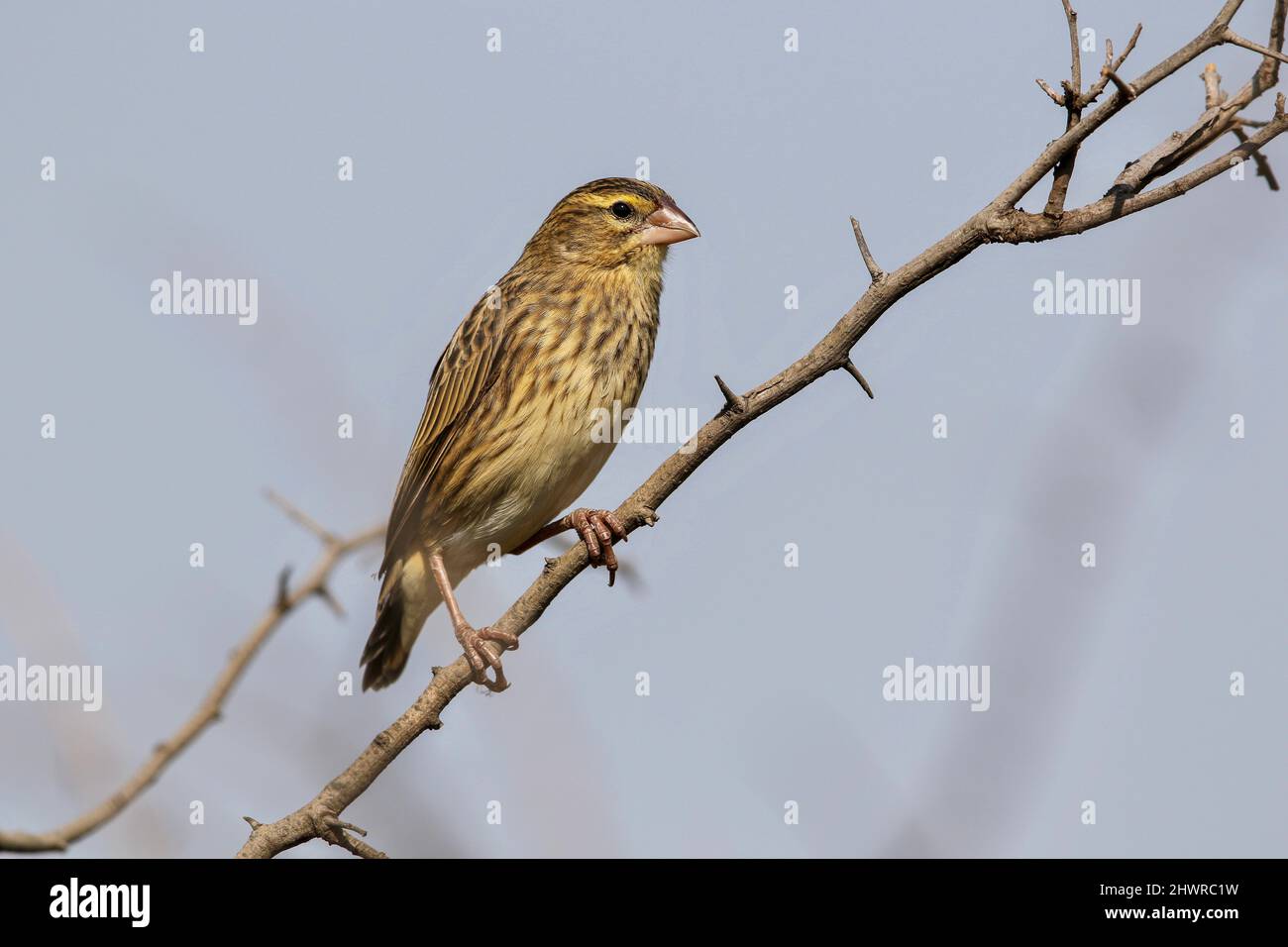 Female Southern Red Bishop, Kruger National Park Stock Photo - Alamy